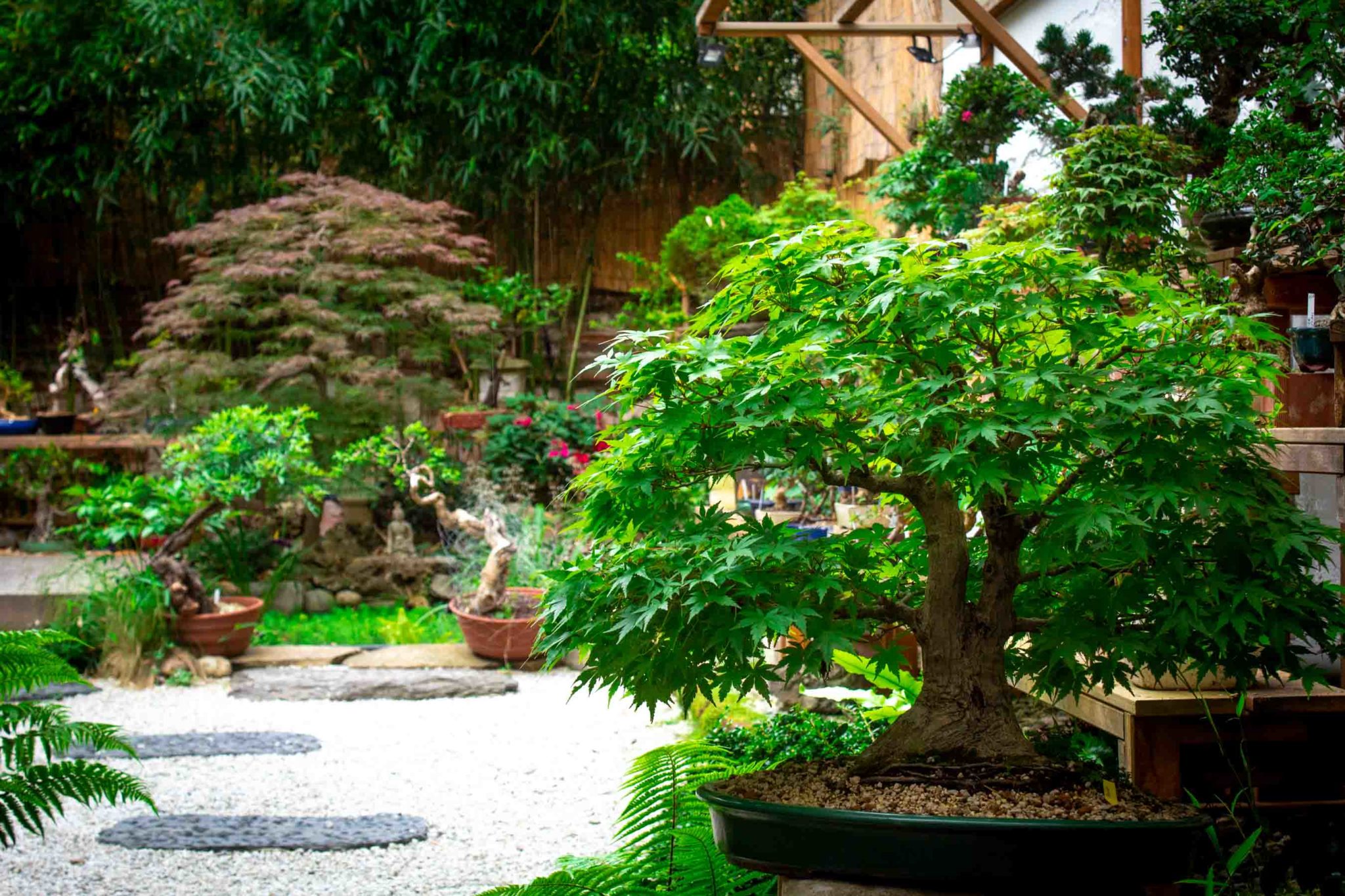 L'Arbre en pot - images - Toulouse Magazine